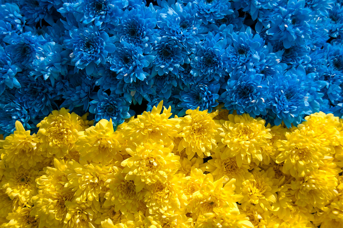 What Flower Represents The Ukraine at Elizabeth Gunther blog